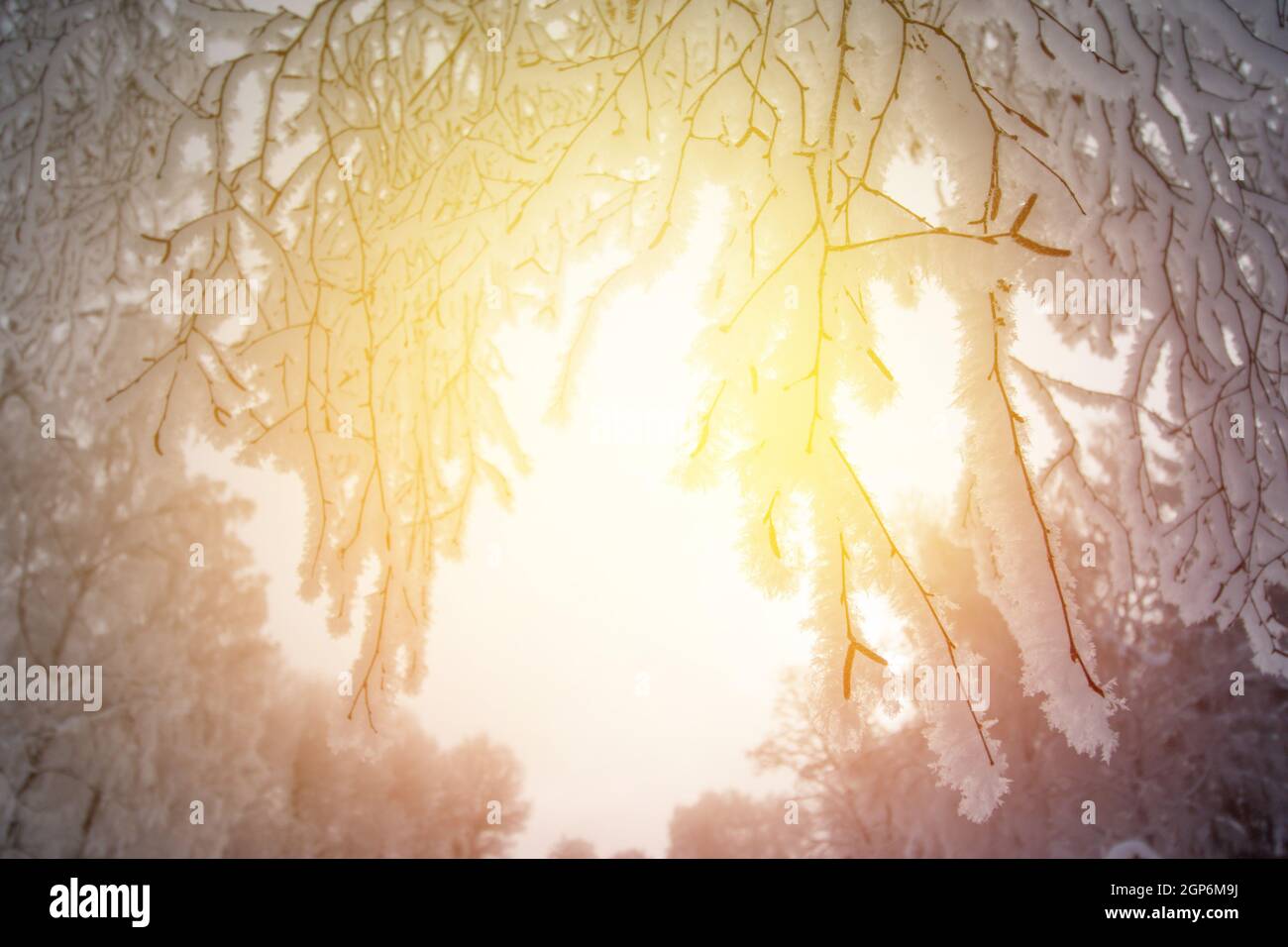 Snow and frost covered trees in January. Winter in Austria Stock Photo ...