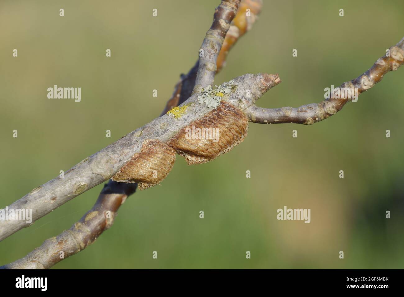 Ootheca mantis on the branches of a tree. The eggs of the insect laid ...