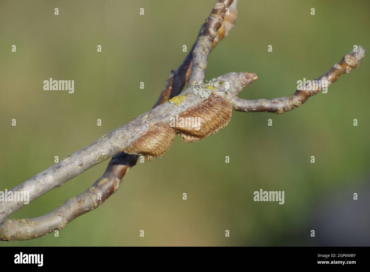 Ootheca mantis on the branches of a tree. The eggs of the insect laid ...