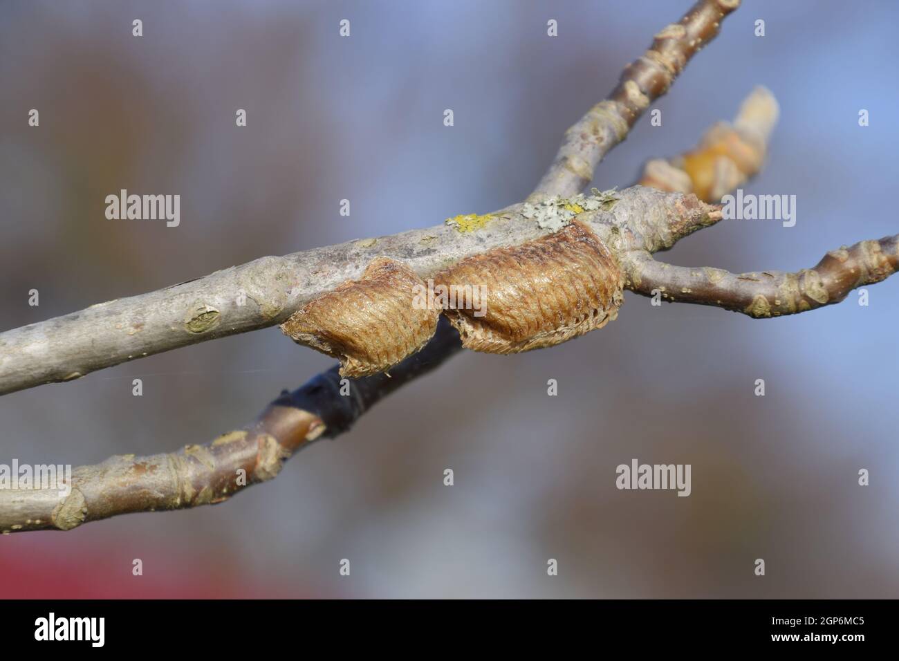 Ootheca mantis on the branches of a tree. The eggs of the insect laid ...