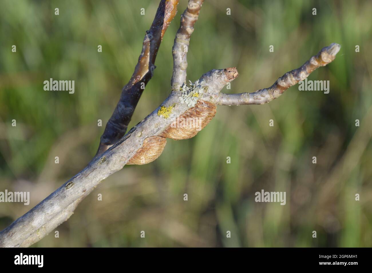Ootheca mantis on the branches of a tree. The eggs of the insect laid ...