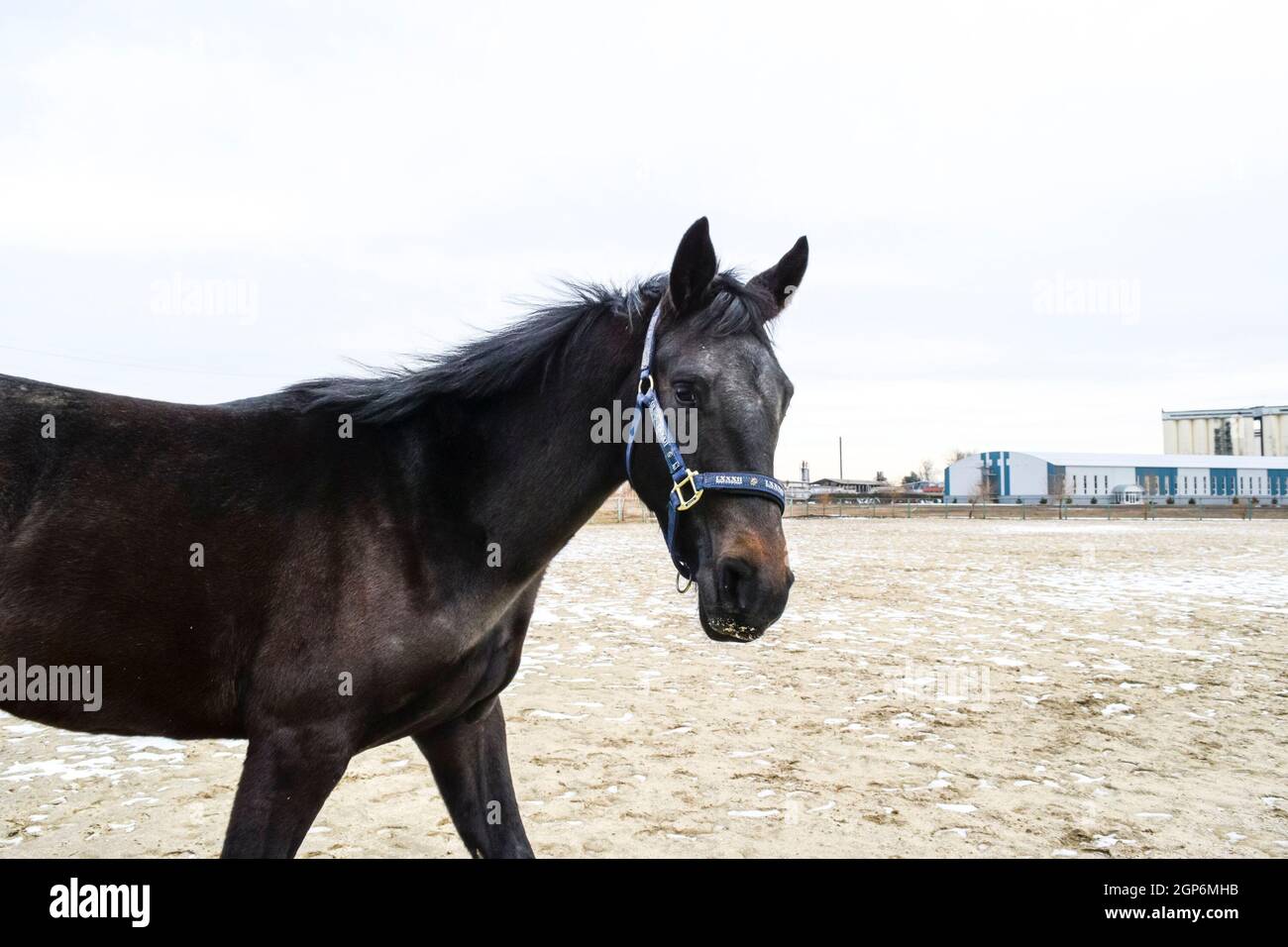 The horse walked around the stadium. Rideable horse Stock Photo - Alamy