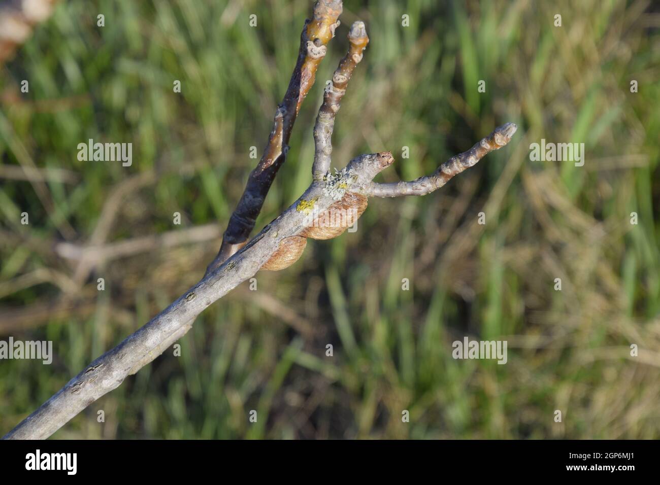 Ootheca mantis on the branches of a tree. The eggs of the insect laid ...