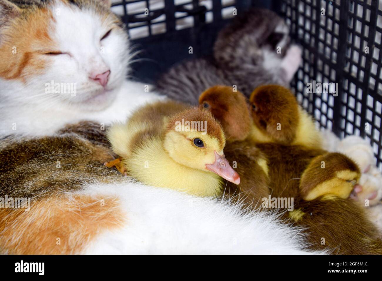 Cat foster mother for the ducklings. Cat in a basket with kitten and ...