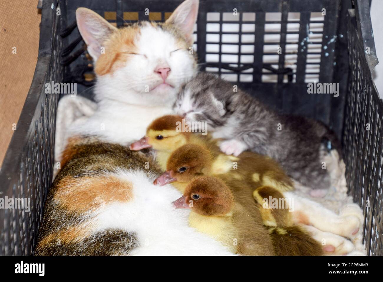 Adopt a duck hi-res stock photography and images - Alamy