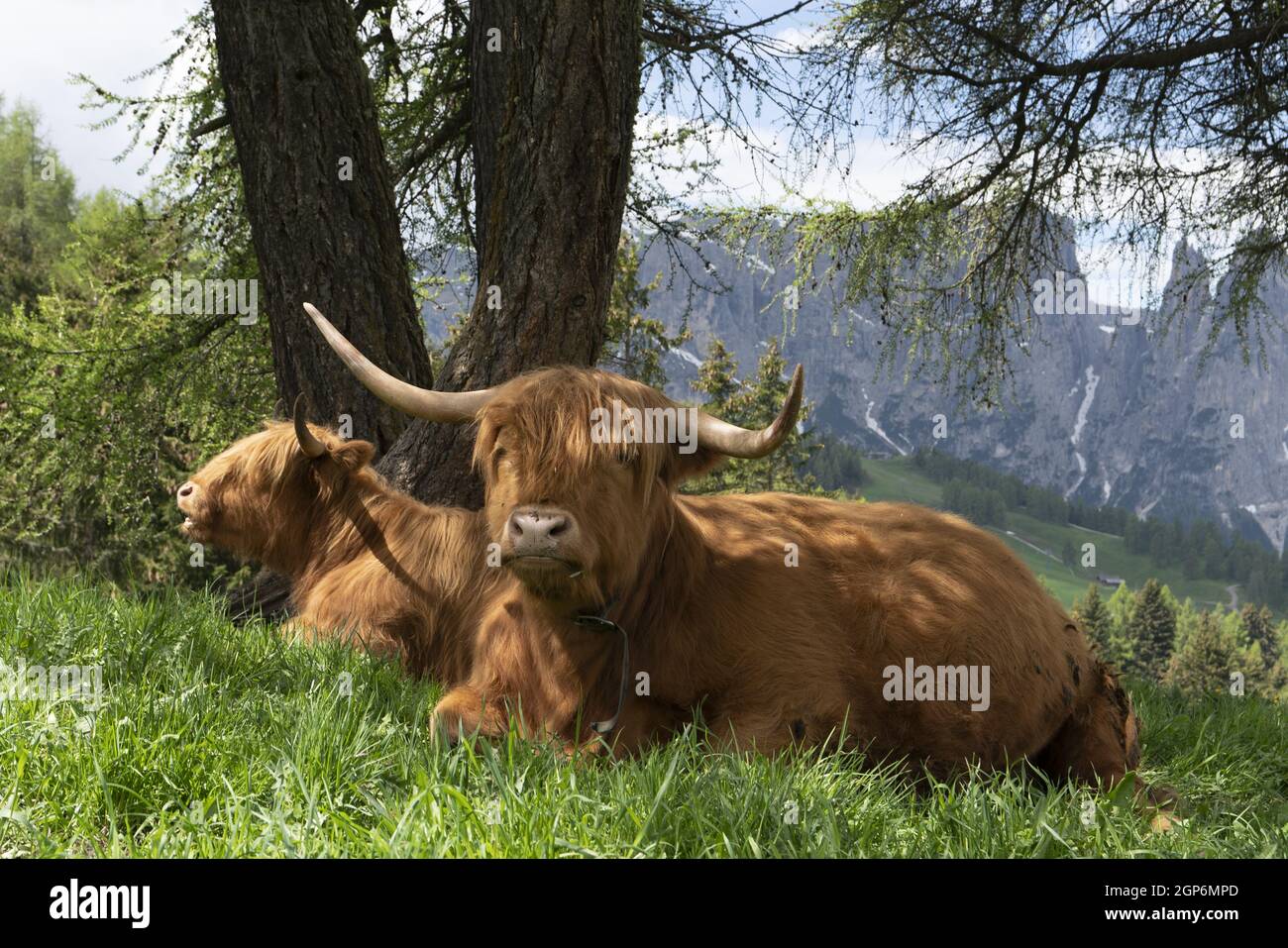 Big gra hi-res stock photography and images - Alamy