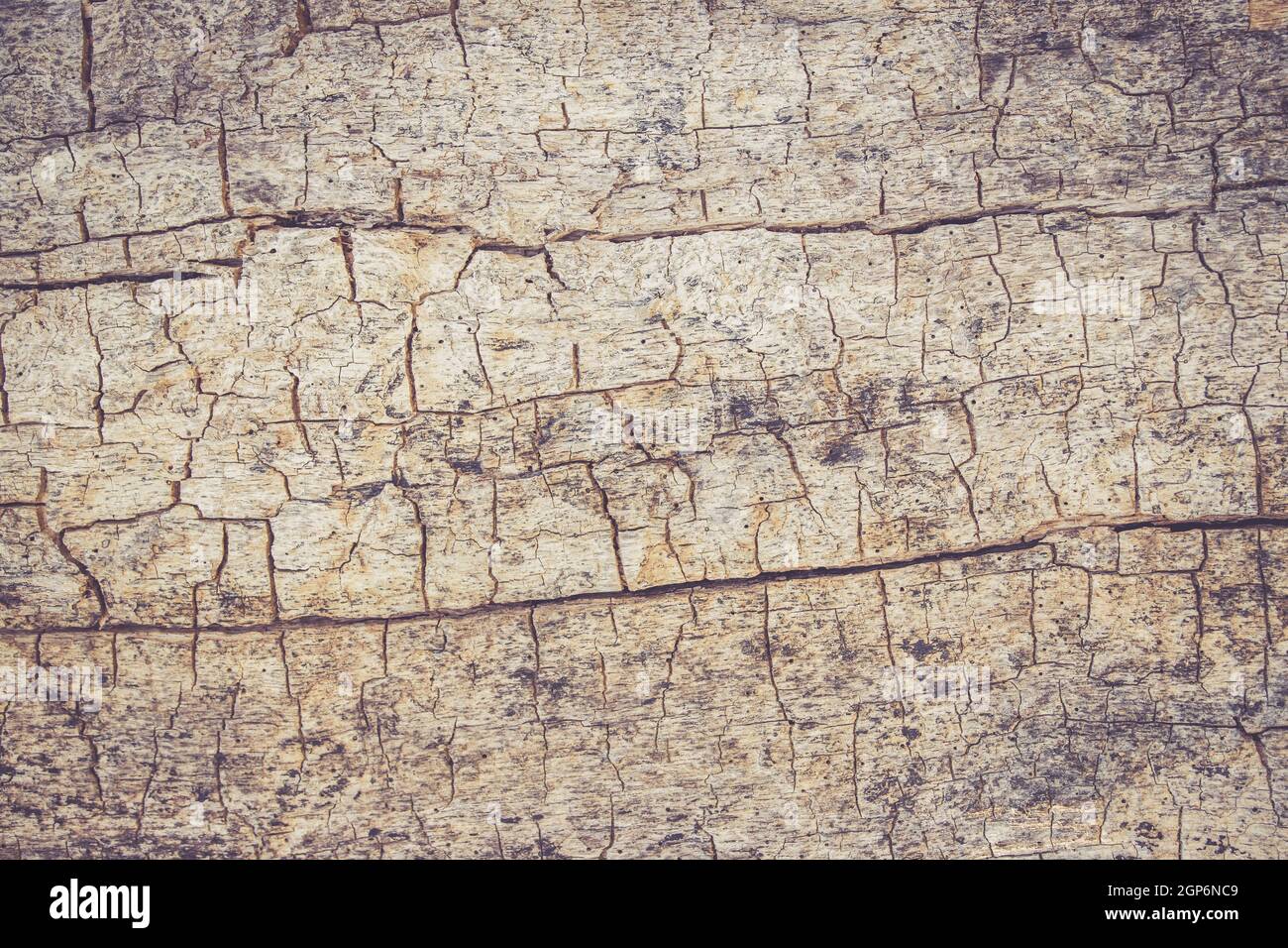 Closeup picture of wooden tree bark structure of an old tree Stock ...