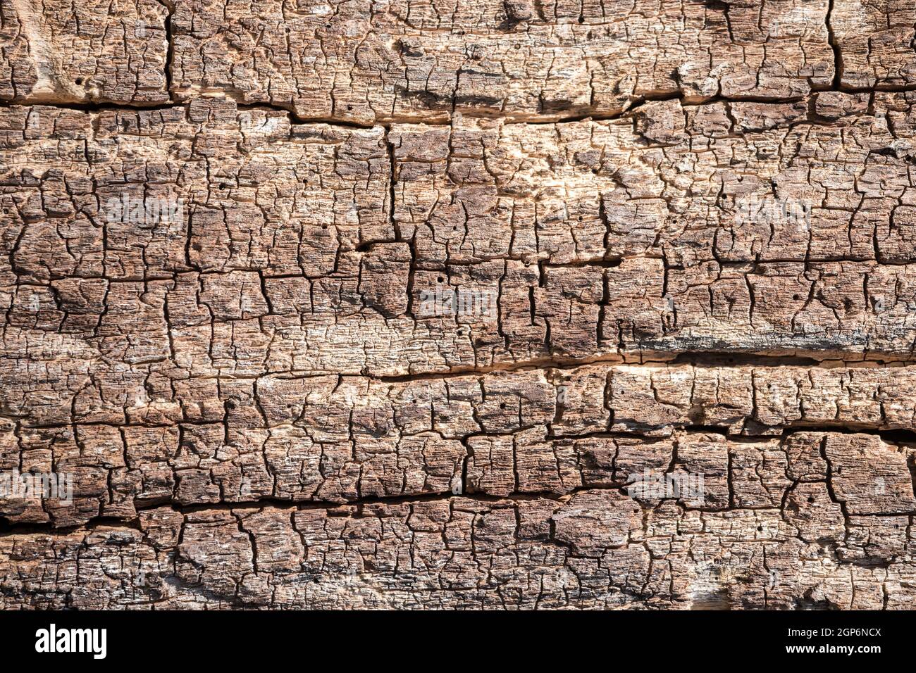 Closeup picture of wooden tree bark structure of an old tree Stock ...