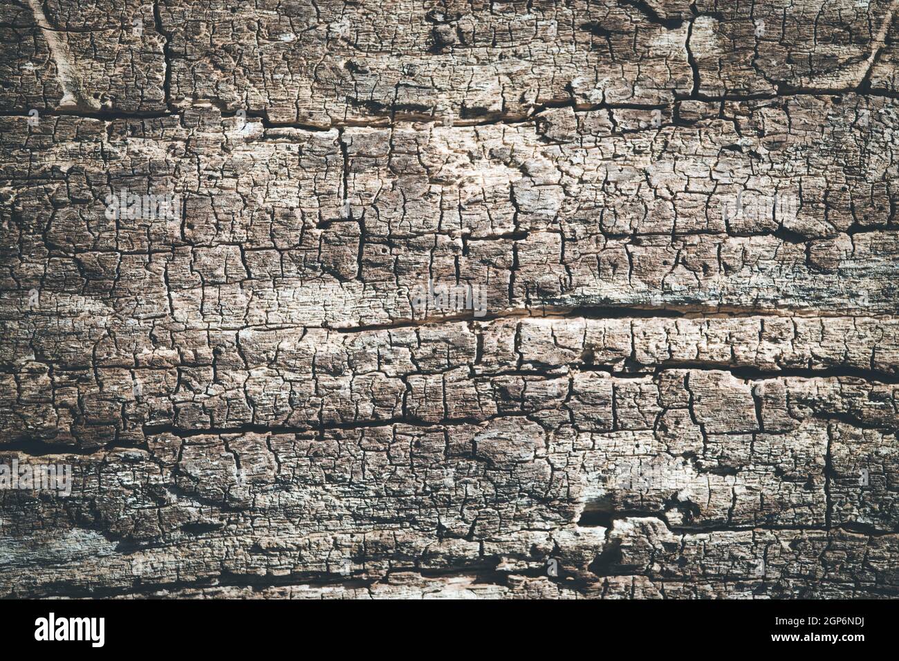 Closeup picture of wooden tree bark structure of an old tree Stock ...