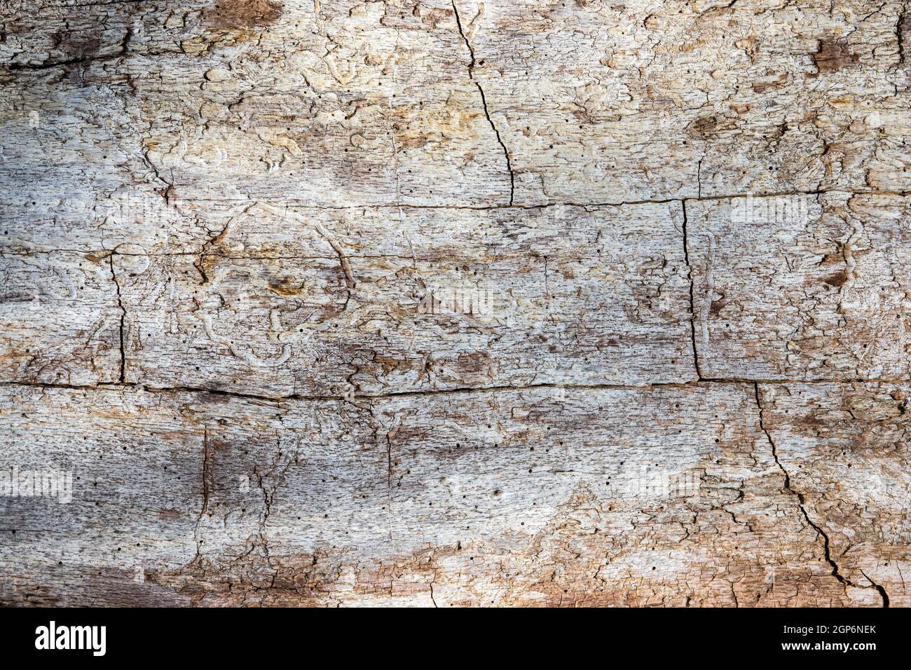 Closeup picture of wooden tree bark structure of an old tree Stock ...