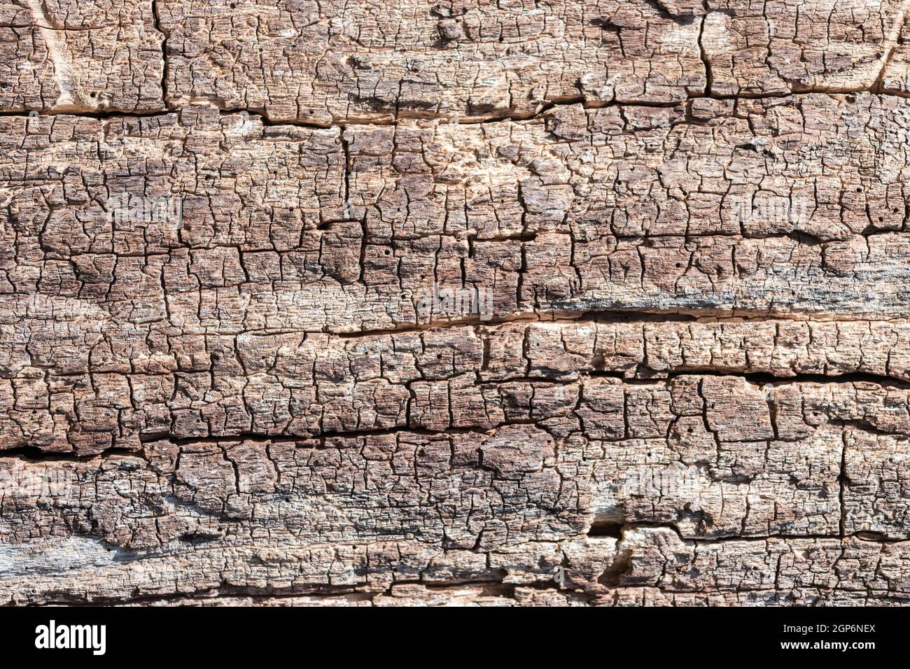 Closeup picture of wooden tree bark structure of an old tree Stock ...