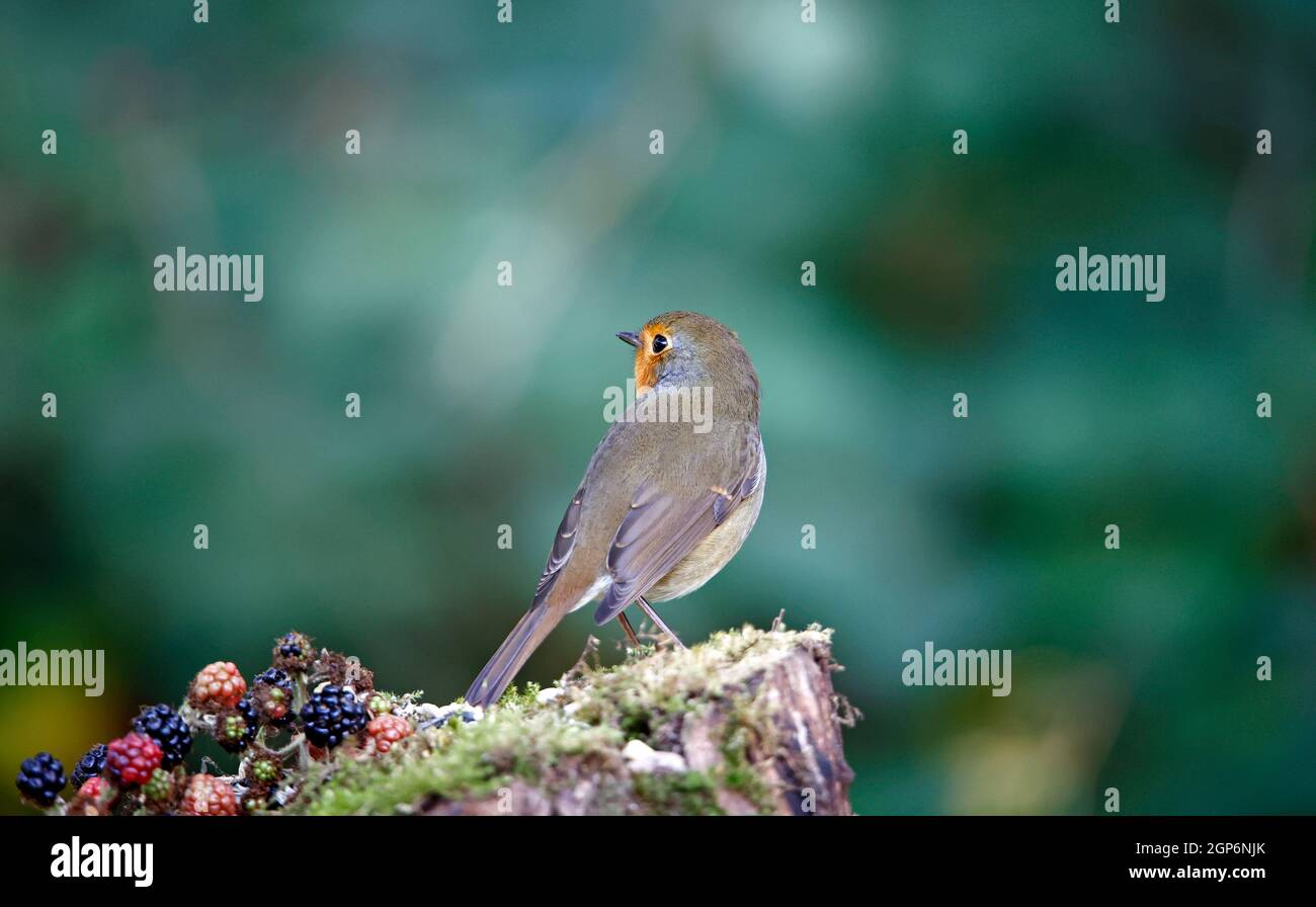 Eurasian robin in the woods perched on a mossy log Stock Photo - Alamy