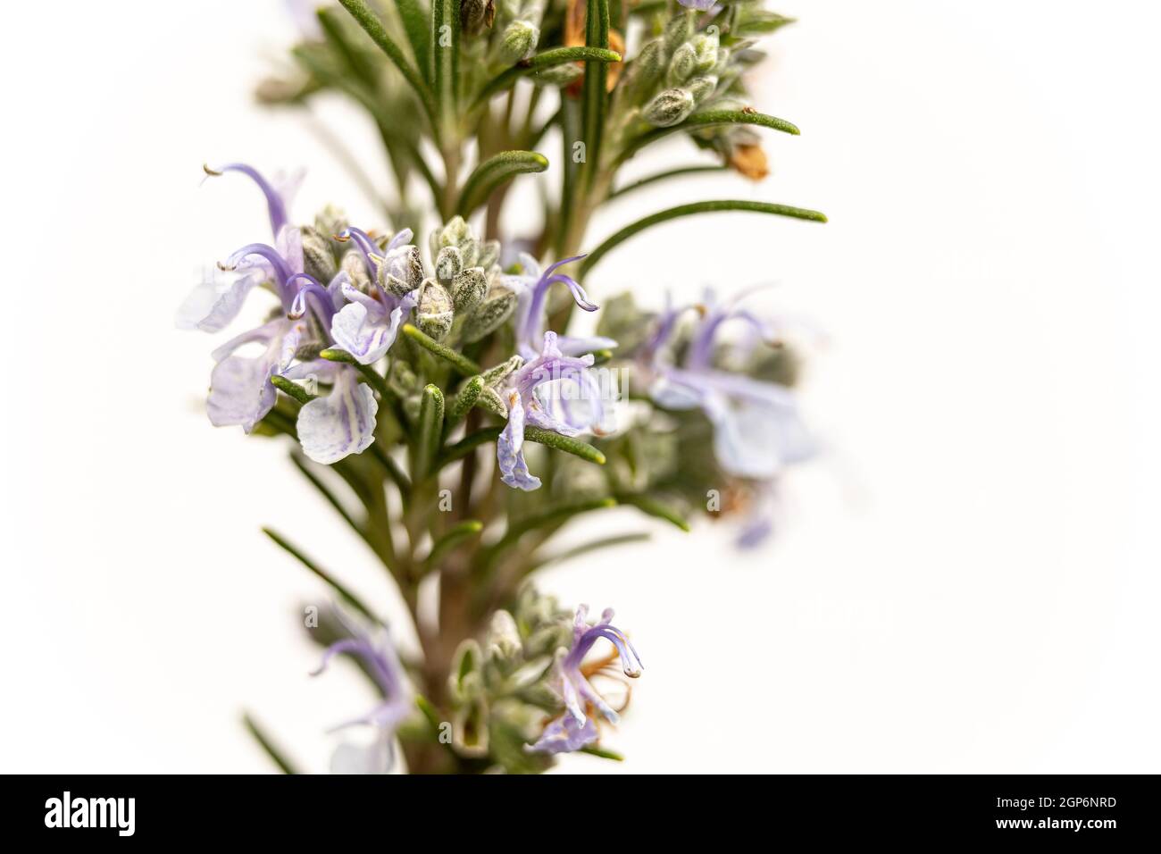 detail of a purple colored flower of the rosemary plant on a white ...