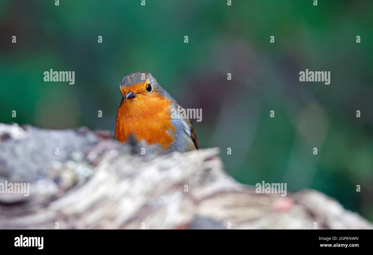 Eurasian robin in the woods perched on a mossy log Stock Photo - Alamy