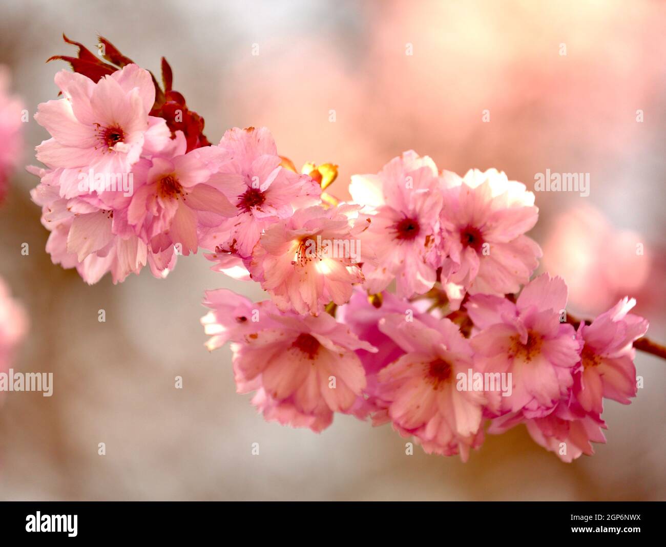 Spring Blossom Batsford Woods Cotswolds Gloucestershire Stock Photo - Alamy