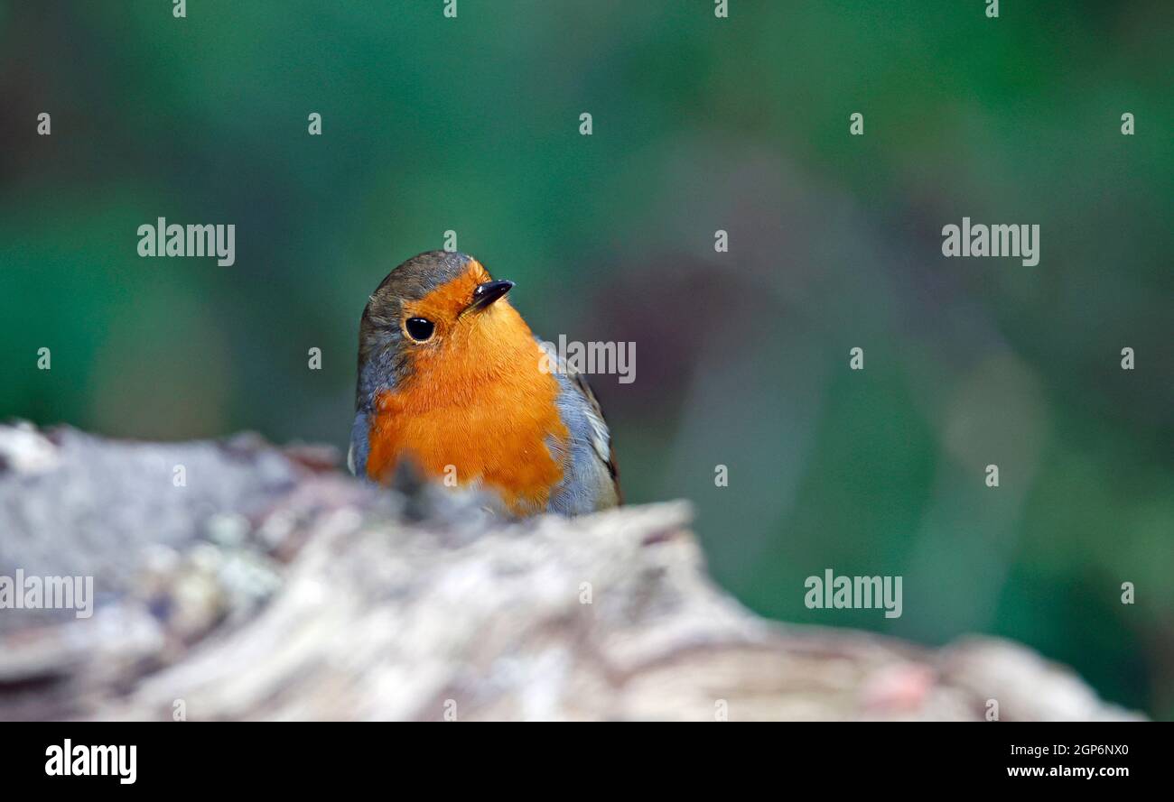 Photo of a robin on a log hi-res stock photography and images - Alamy
