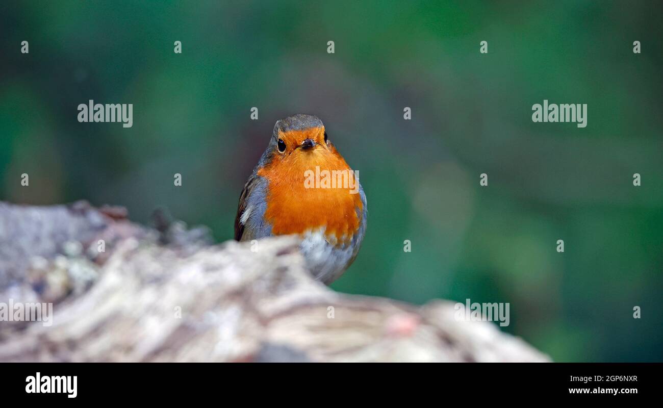 Eurasian robin in the woods perched on a mossy log Stock Photo - Alamy