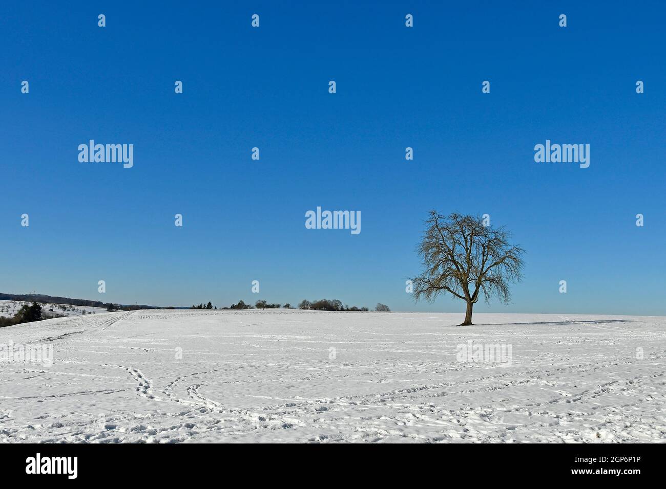 Old pear tree hi-res stock photography and images - Alamy