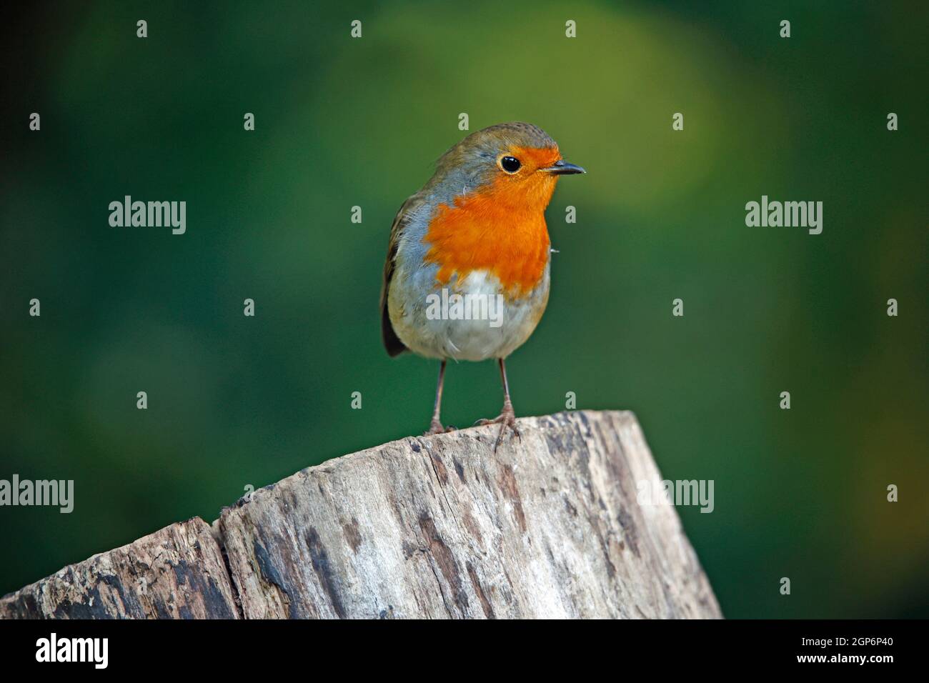 Eurasian robin in the woods perched on a mossy log Stock Photo - Alamy