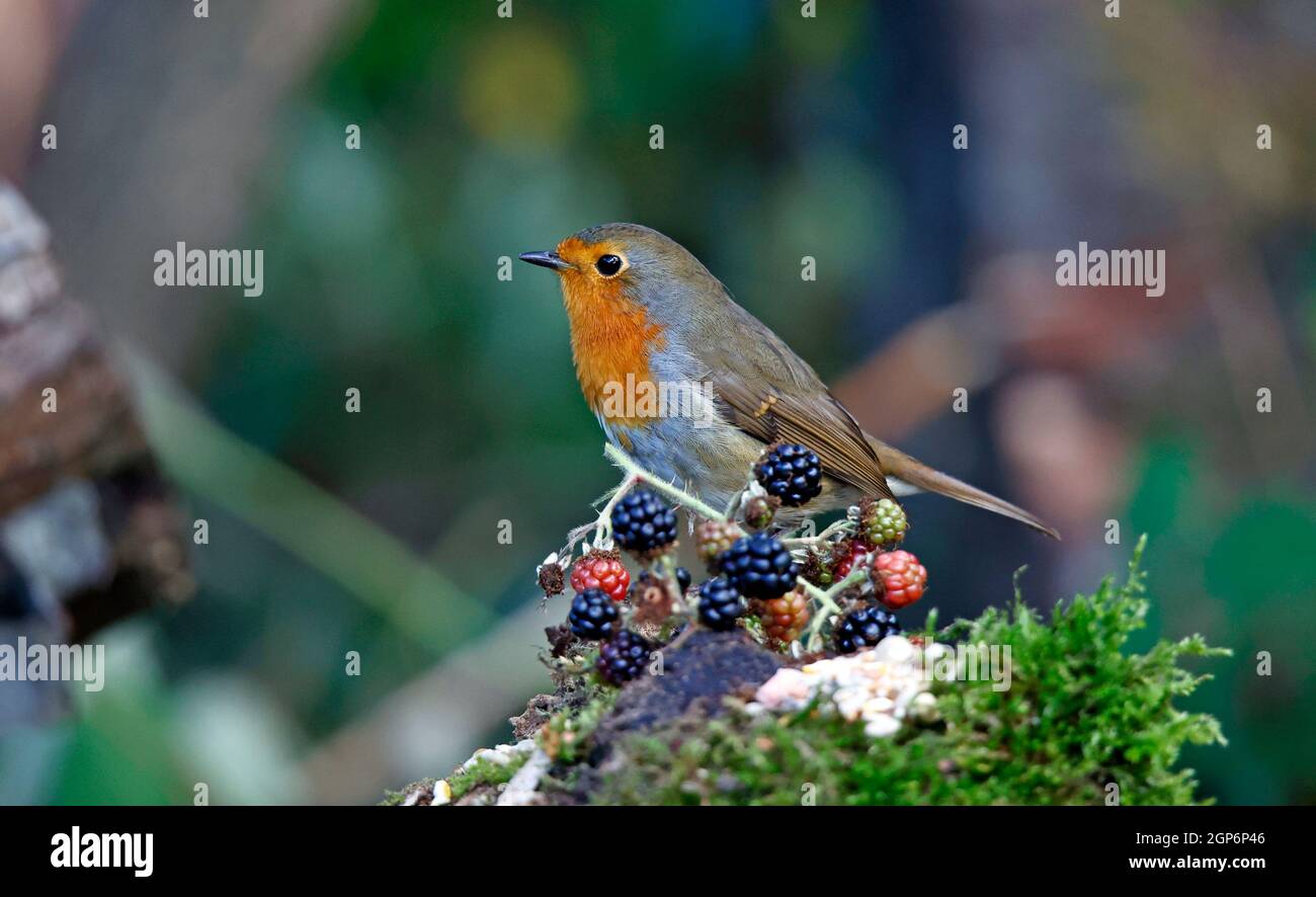 Robin photographs hi-res stock photography and images - Alamy