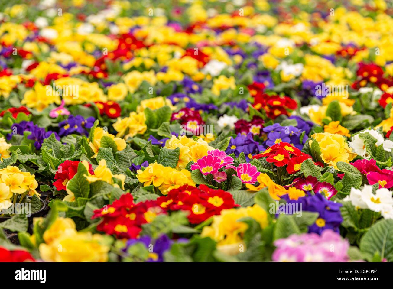 Group of brightly colored Primroses in plant nursery. Flower background ...