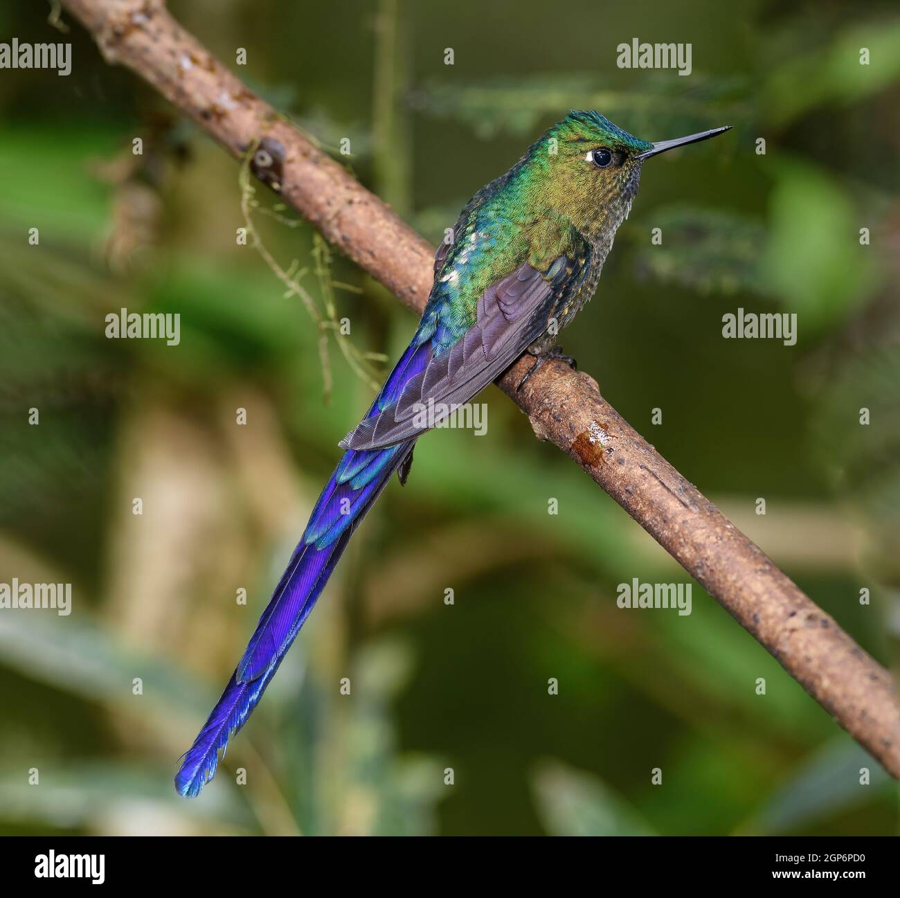 Long-tailed Slyph (Aglaiocercus kingii Stock Photo - Alamy
