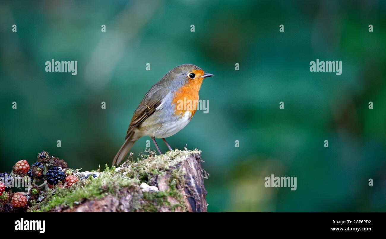 Photo of a robin on a log hi-res stock photography and images - Alamy