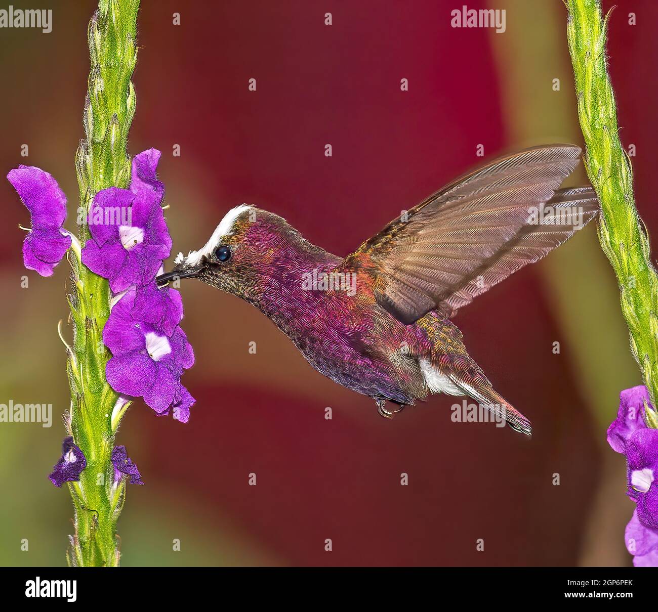 Snowcap Hummingbird (Microchera albocoronata Stock Photo - Alamy
