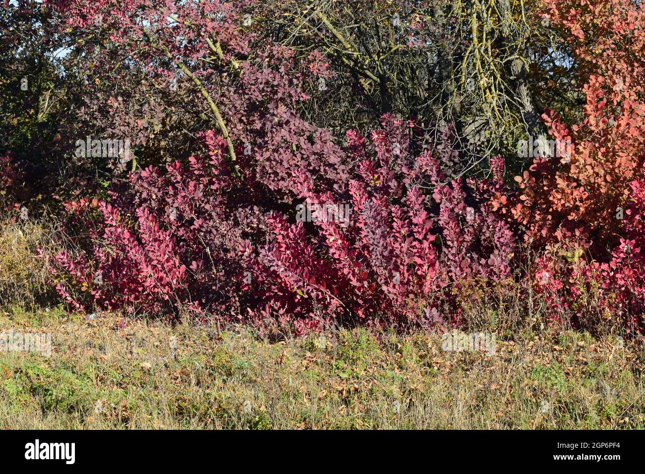 Autumn red color of leaves of cotinus coggygria. Paints of fall Stock ...