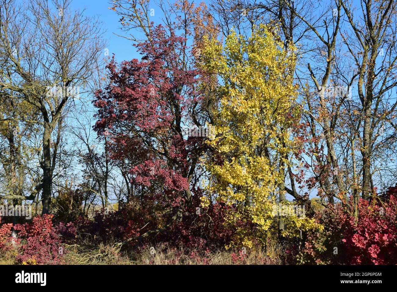 Color of leaves of cotinus coggygria and wild apricot. Trees in a ...