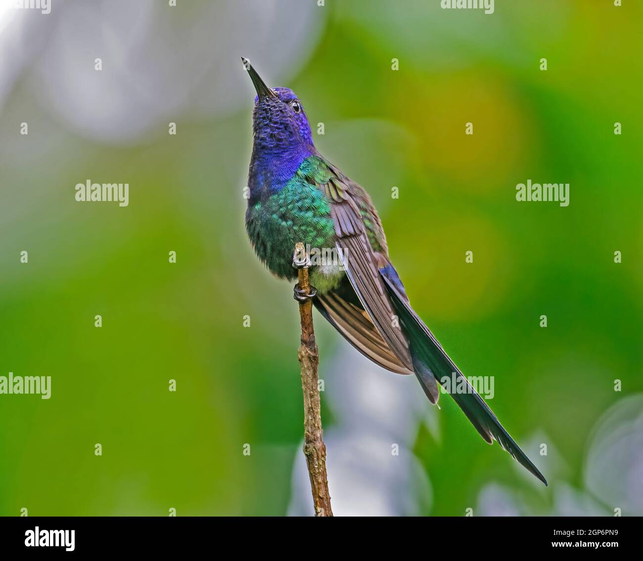 Swallow-tailed Hummingbird, (Eupetomena macroura Stock Photo - Alamy