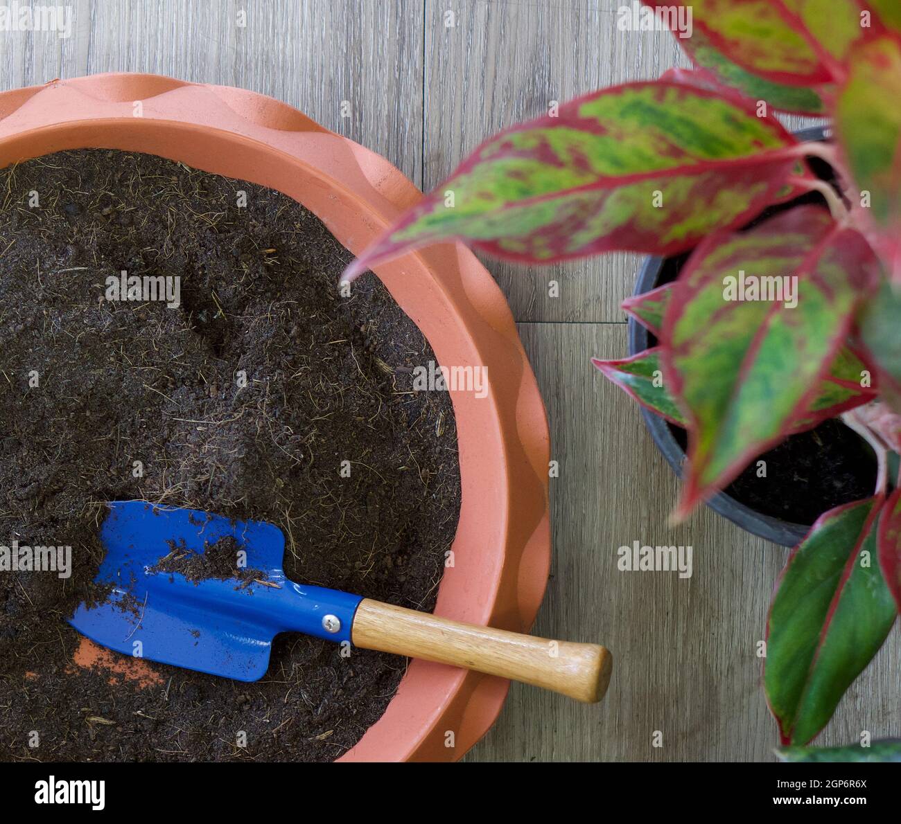 Blue gardening shovel in pot planters with soil and fertilizer on ...