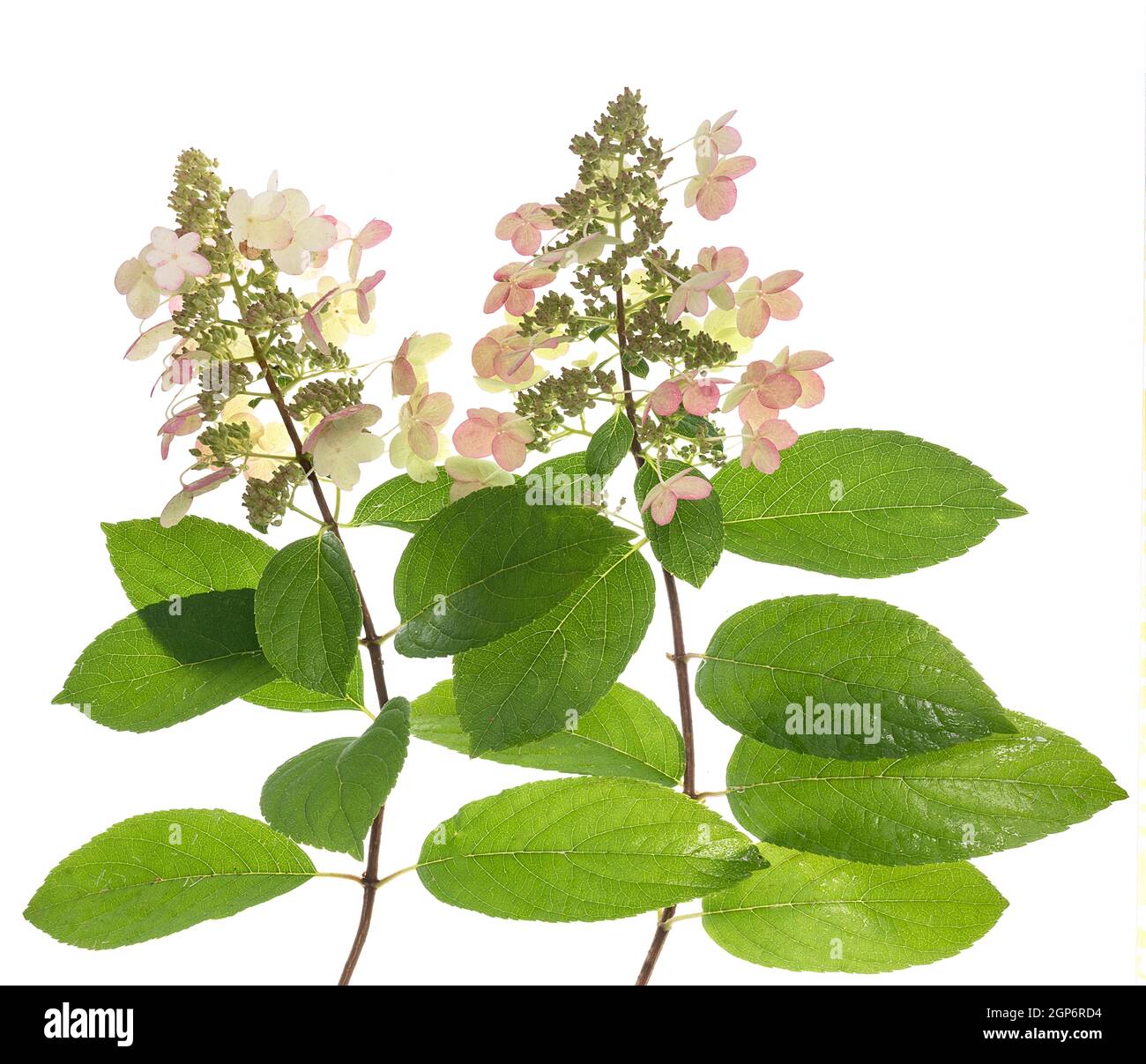 Panicle hydrangea (Hydrangea paniculata) vanilla fraise on white ground ...
