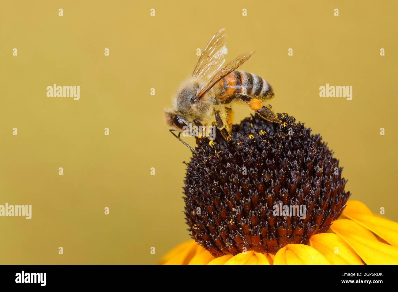 Honey bee (Apis mellifera), worker with full pollen pouches collecting ...