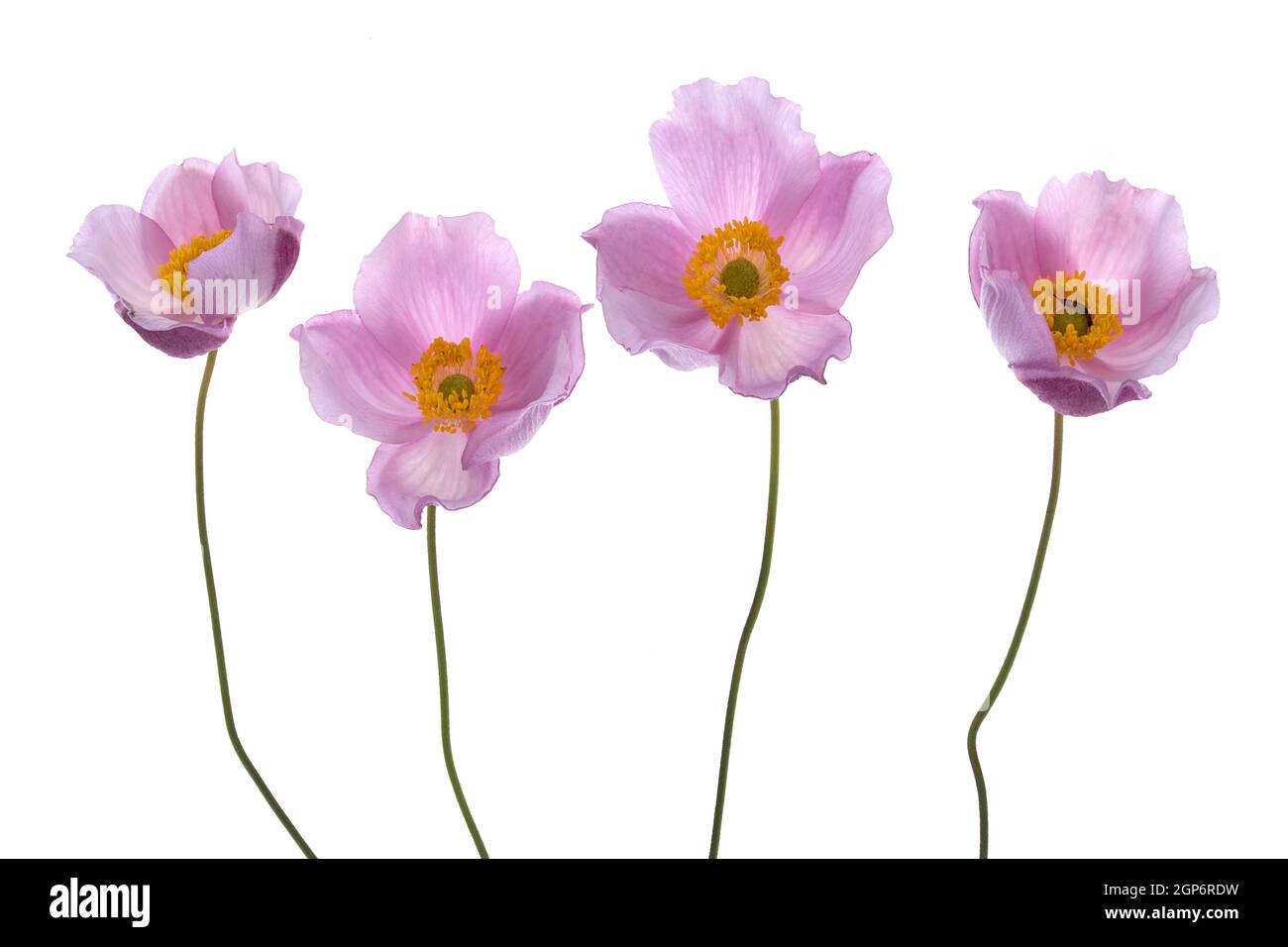 Chinese anemone (Anemone hupehensis) on white ground, studio photo ...