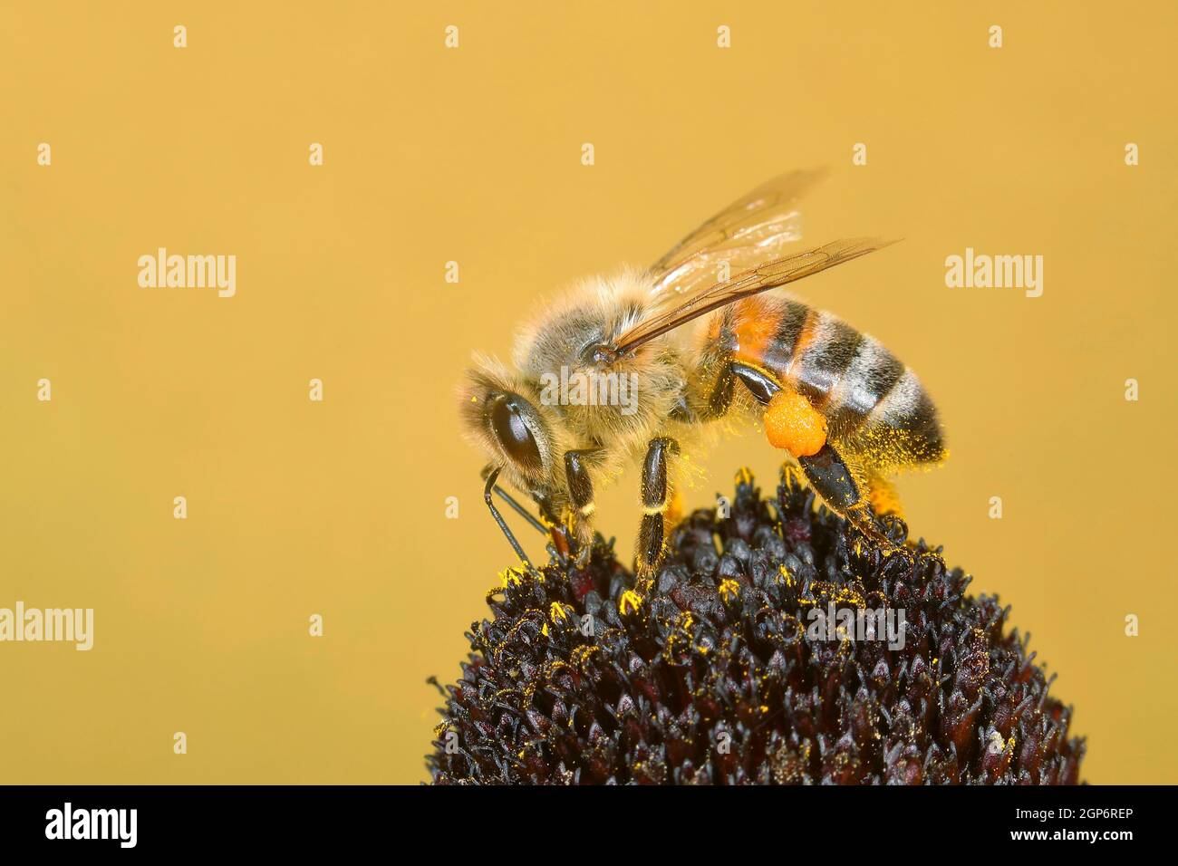 Honey bee (Apis mellifera), worker with full pollen pouches collecting ...