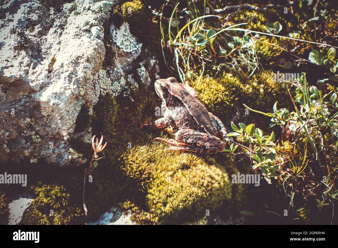 Common frog on a rock in Pralognan la Vanoise, french alps Stock Photo ...