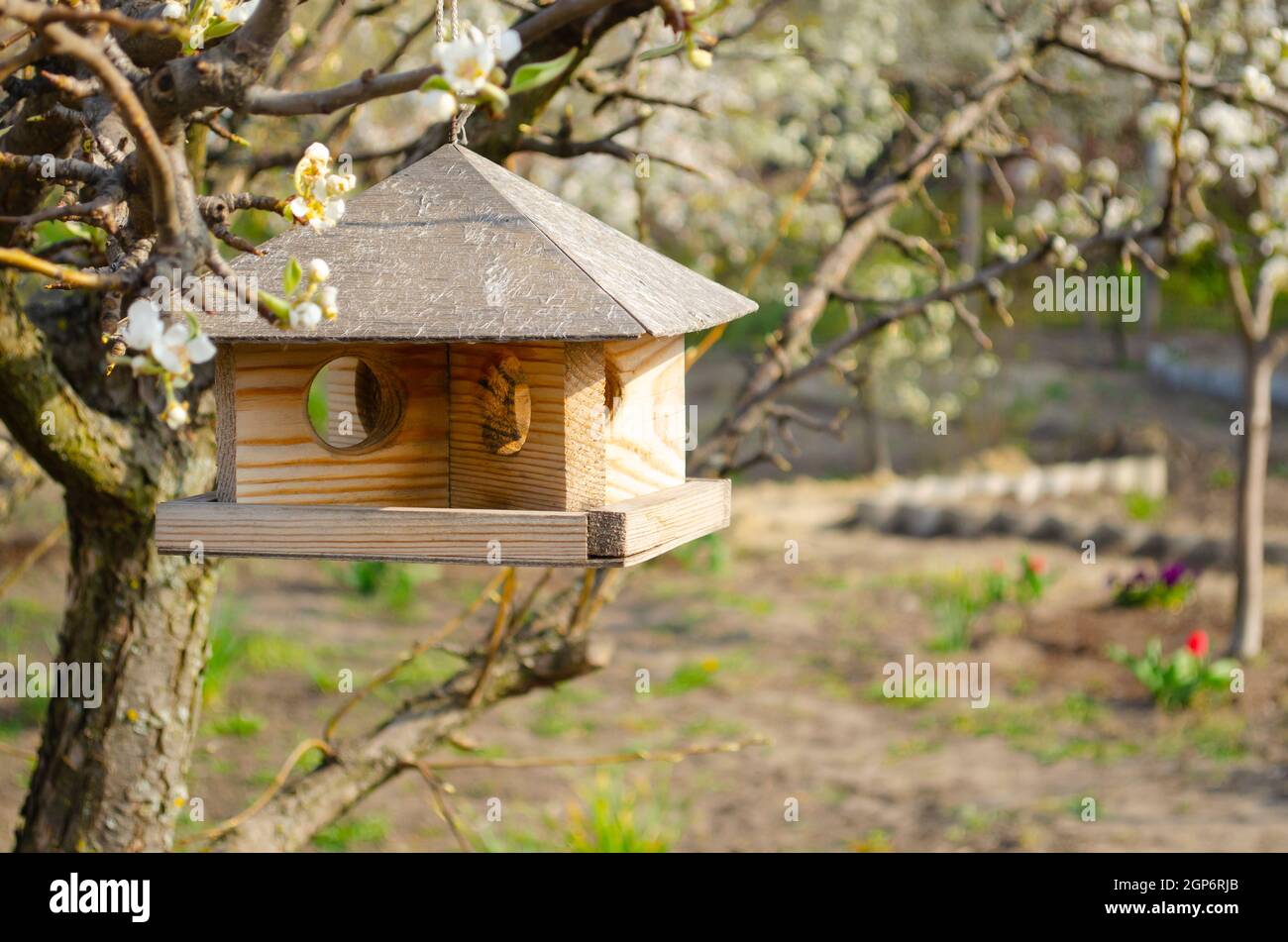 Bird feeder hanging on a branch in a spring park, helping birds and ...