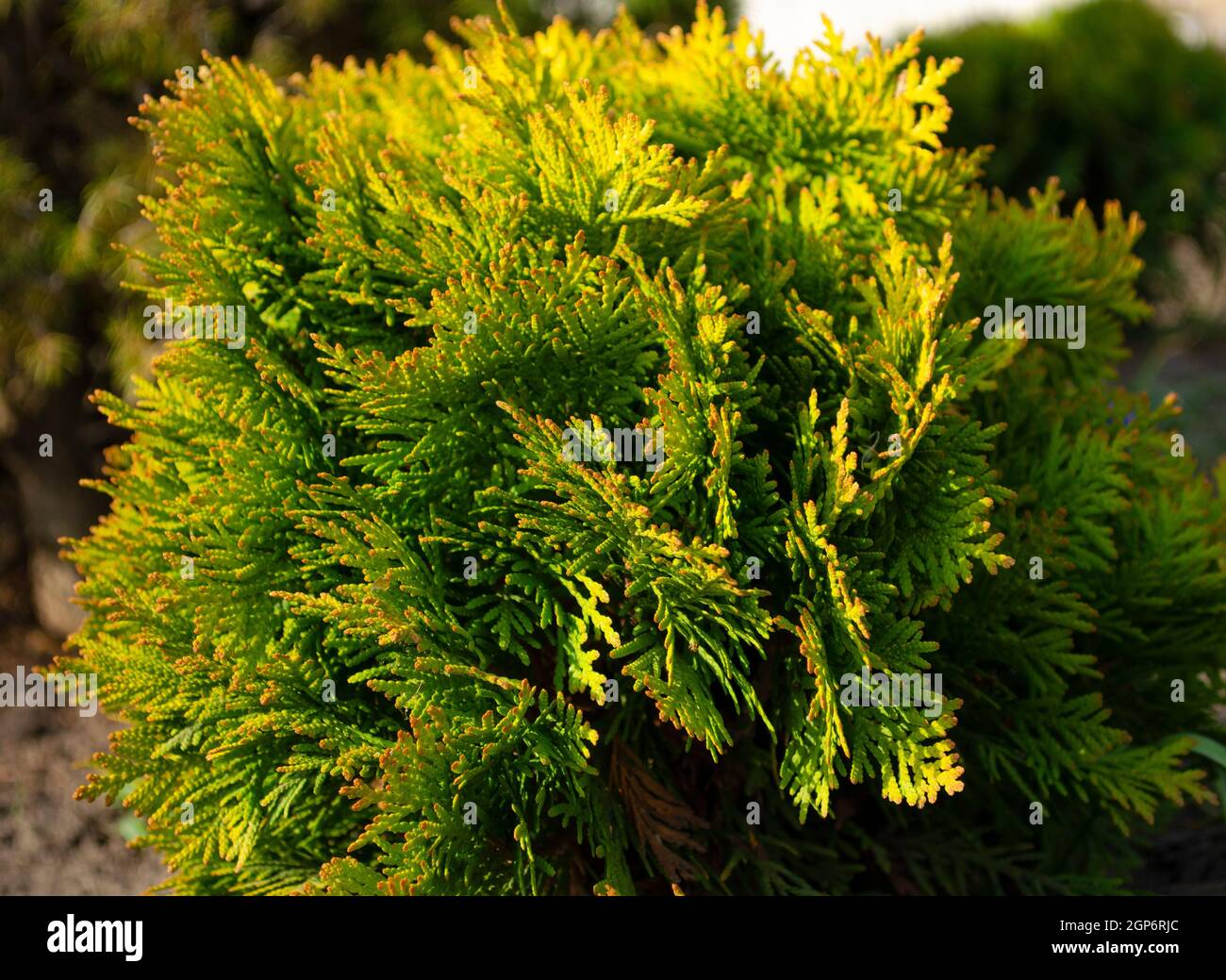 Juniperus chinensis leaves hi-res stock photography and images - Alamy
