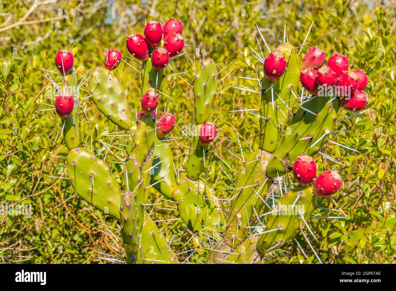 Prickly pear with thorns outdoor scene, arequita national park ...