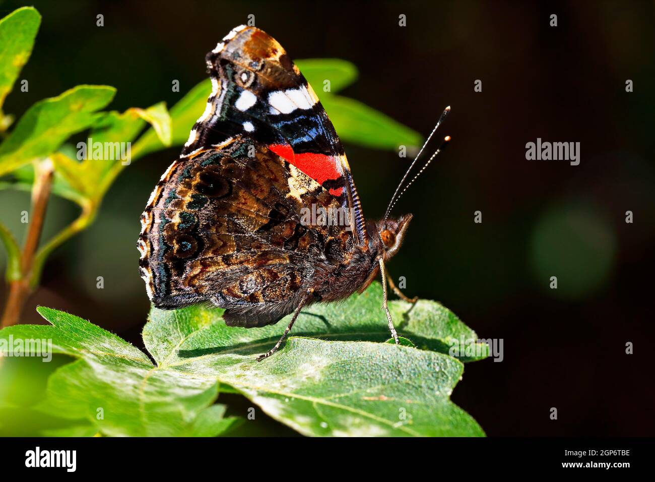 Red admiral butterfly wings closed hi-res stock photography and images ...