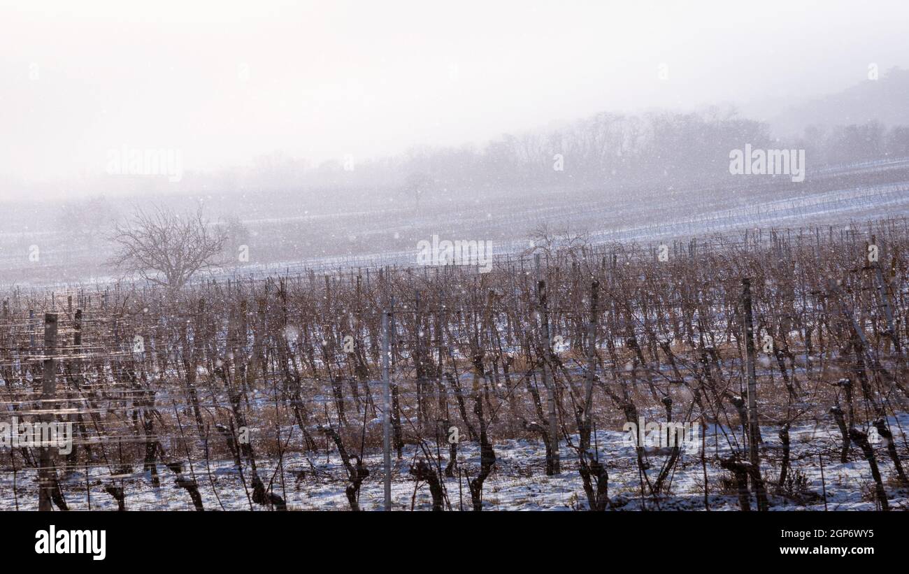 Snowfall in the vineyard hi-res stock photography and images - Alamy