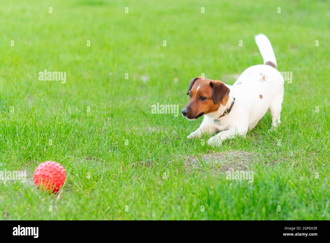 Adorable small active little smart dog Jack Russell terrier playing ...