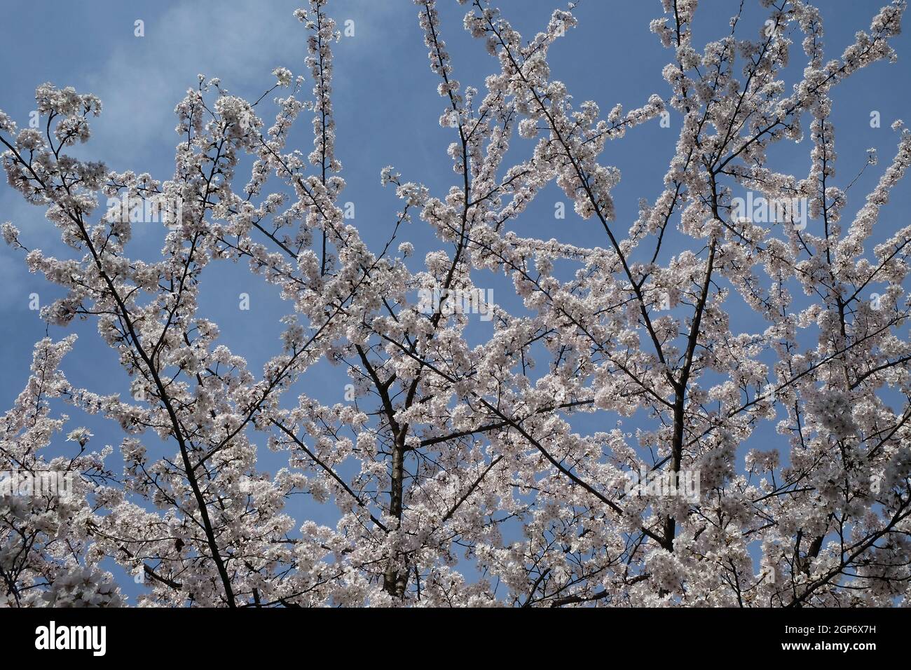 Close up of fruit flowers in the earliest springtime Stock Photo - Alamy