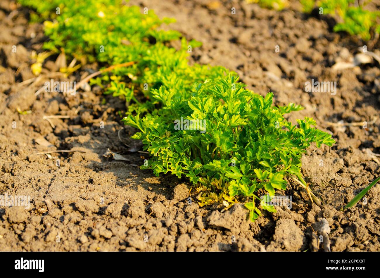 Young parsley on the ground on a Sunny morning, thin stalks of green ...