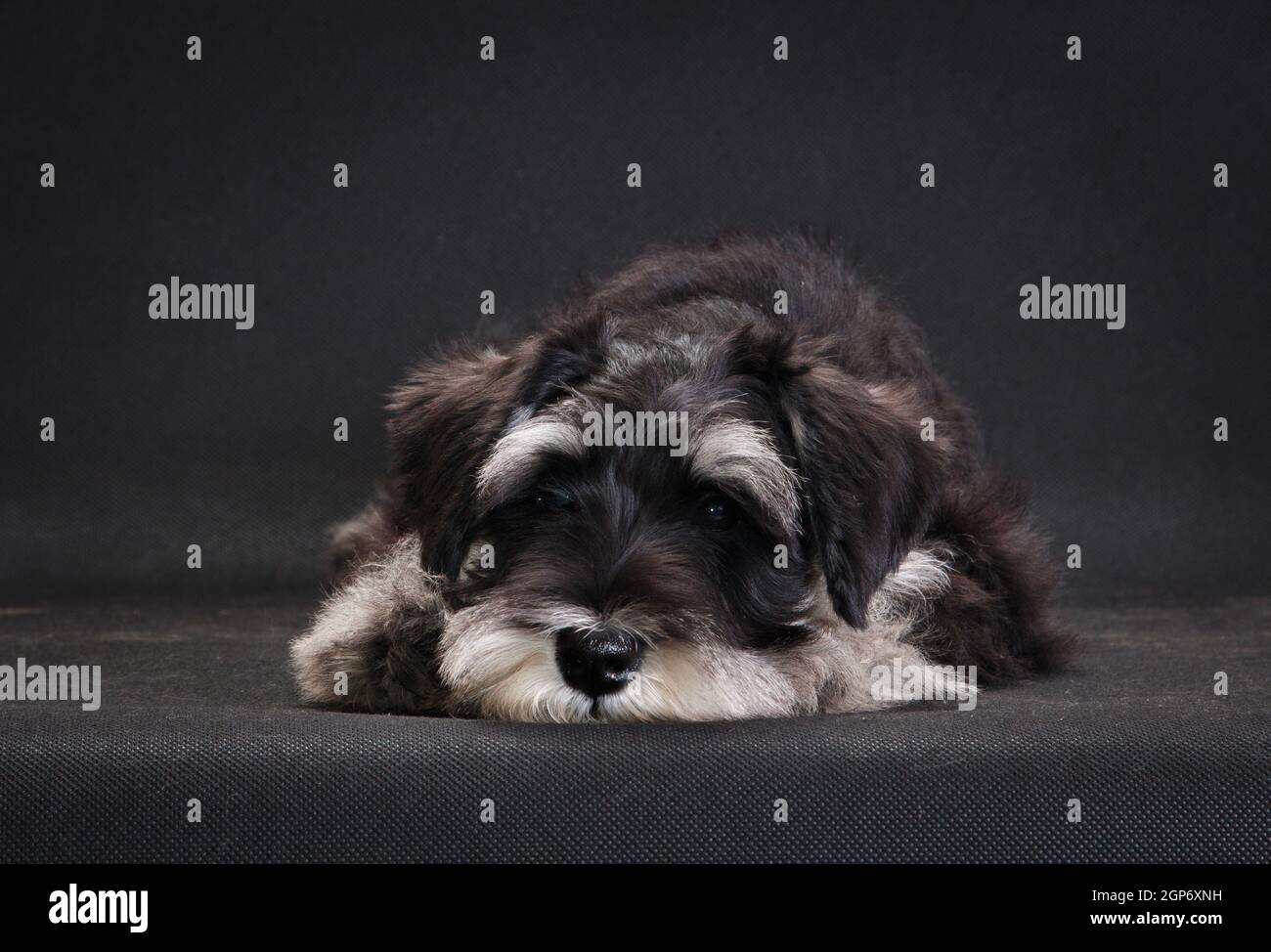 Sad young black and gray color miniature schnauzer dog breed indoors in ...