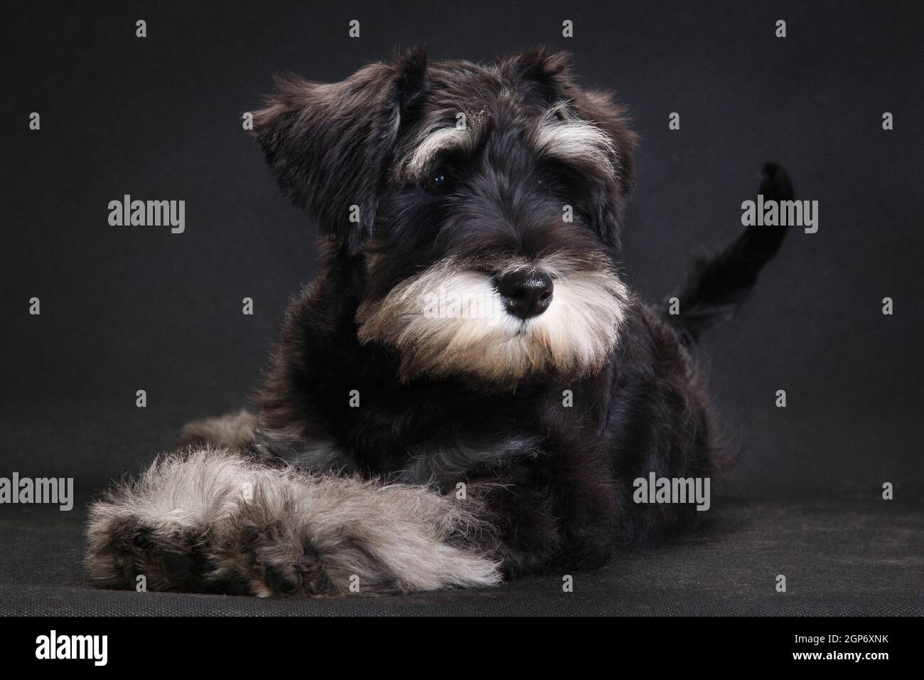 Sad young black with gray color miniature schnauzer dog breed indoors ...