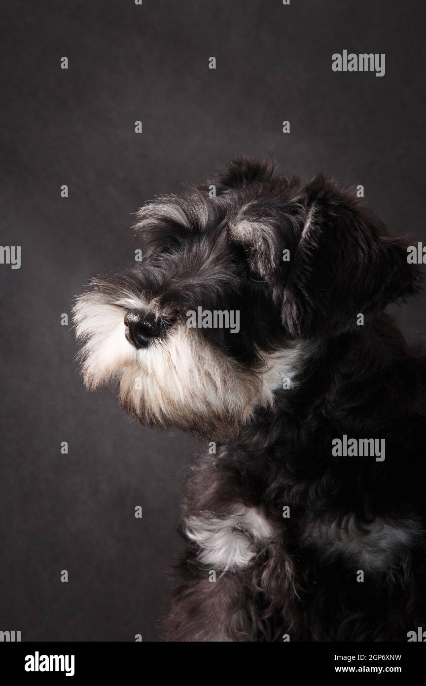 Portrait of a young black and gray color miniature schnauzer dog breed ...