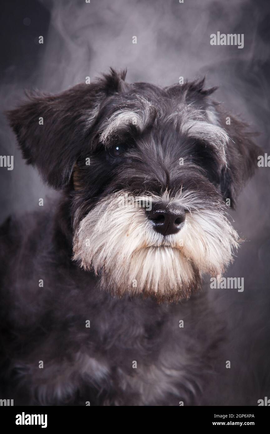 Portrait of a young black and gray color miniature schnauzer dog breed ...