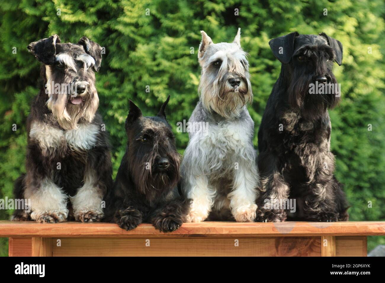 Four dogs of the miniature schnauzer breed of different colors - pepper ...
